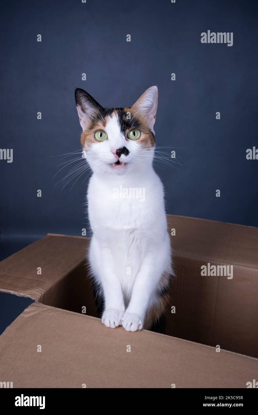 cute cat standing inside of cardboard box looking at camera on gray ...