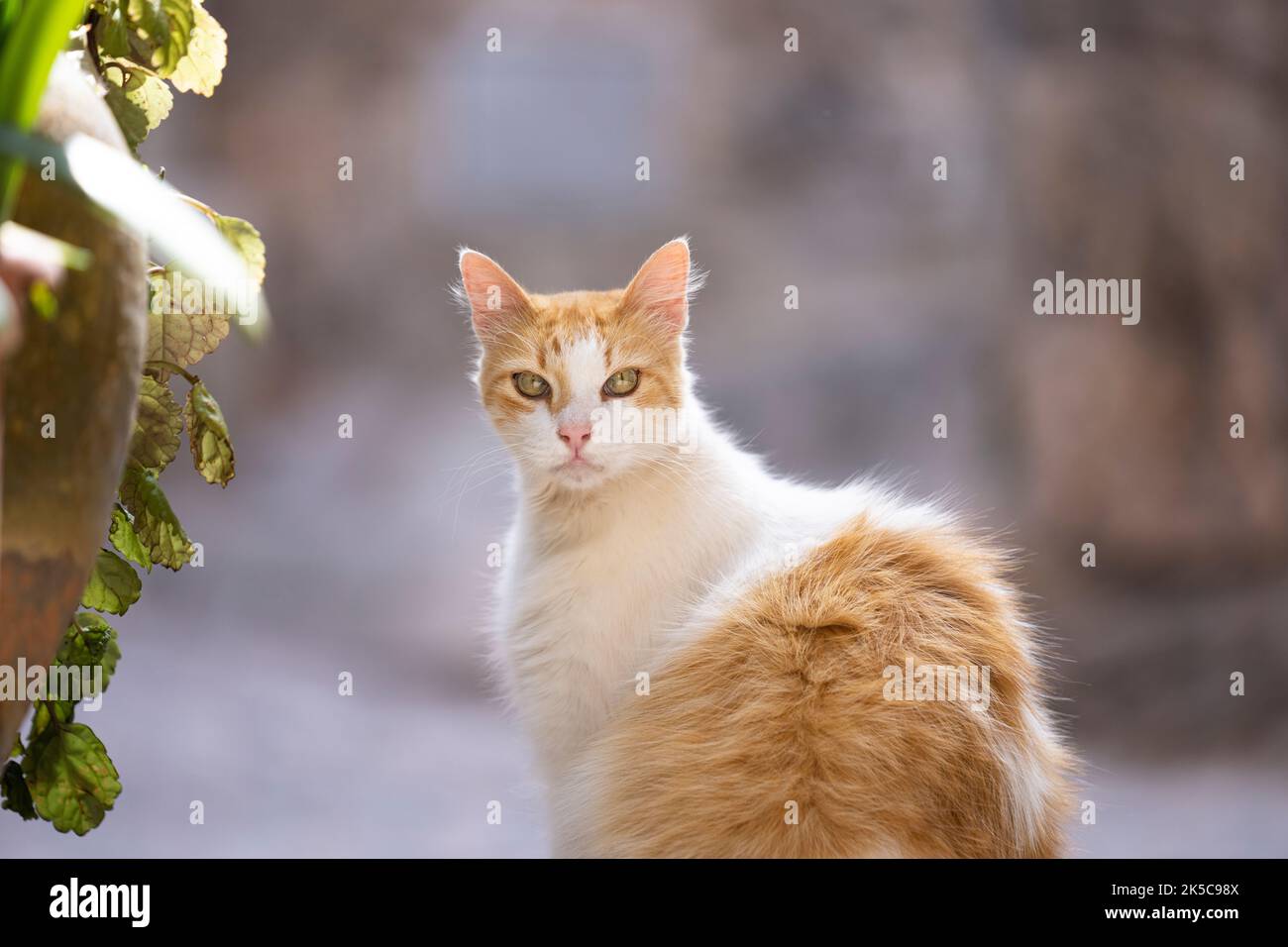 Ginger cat outdoors hi-res stock photography and images - Alamy