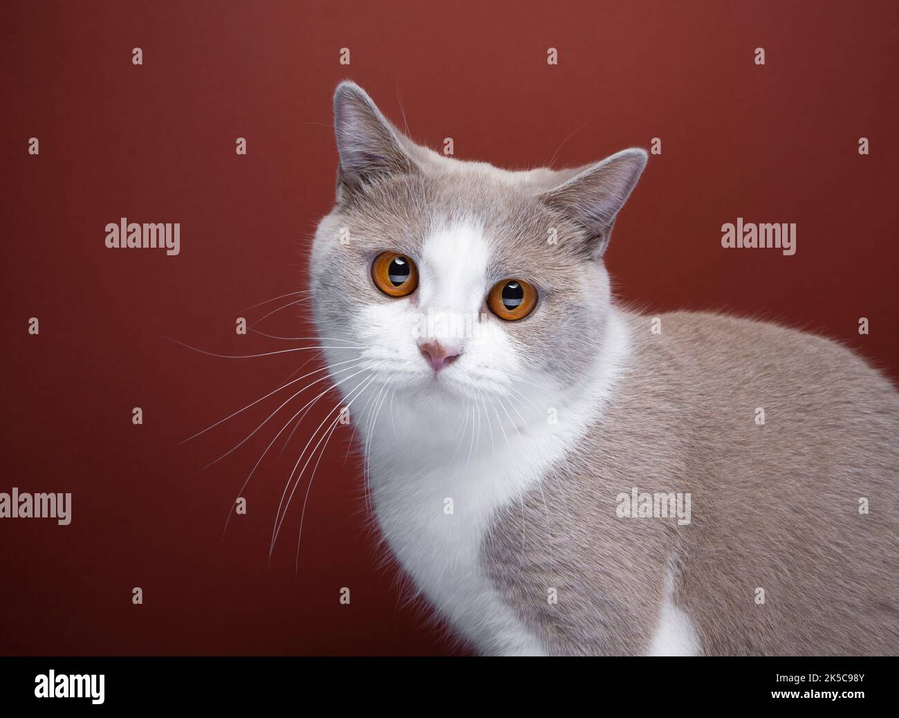 white lilac british shorthair cat with orange eyes portrait on red ...