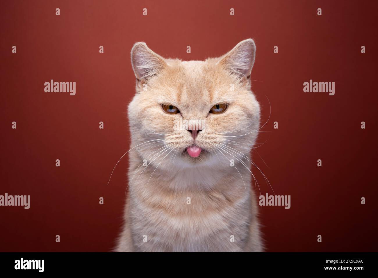 angry ginger british shorthair cat portrait on red background sticking ...