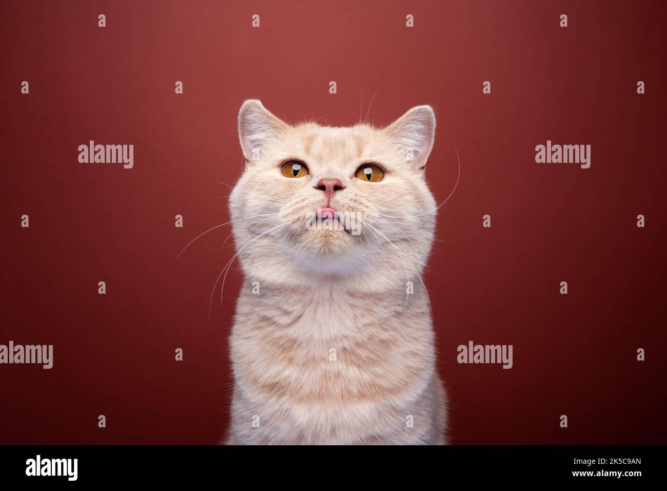 naughty ginger british shorthair cat portrait on red background ...