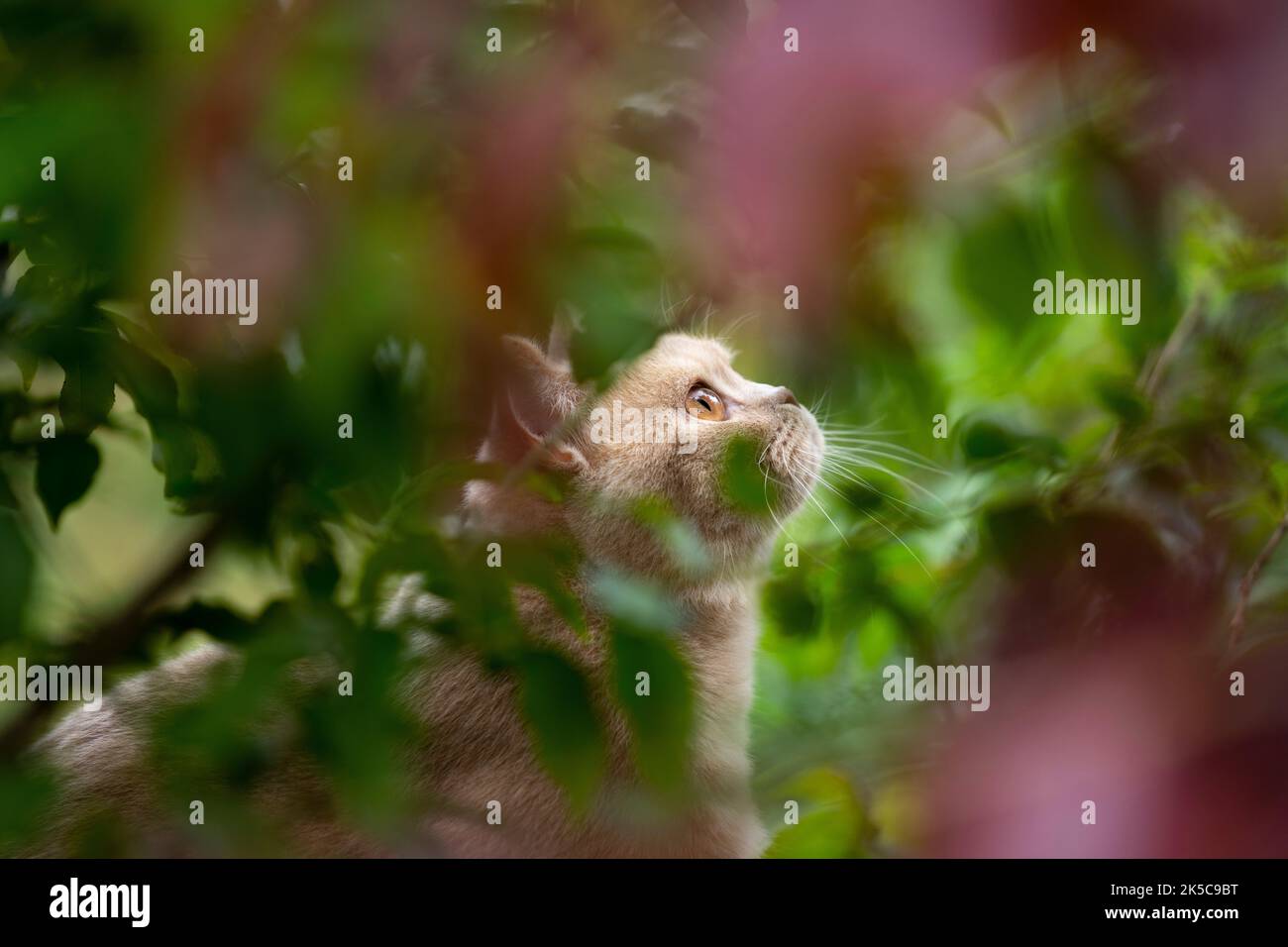 cat outdoors on the prowl behind bush looking up in the sky observing ...