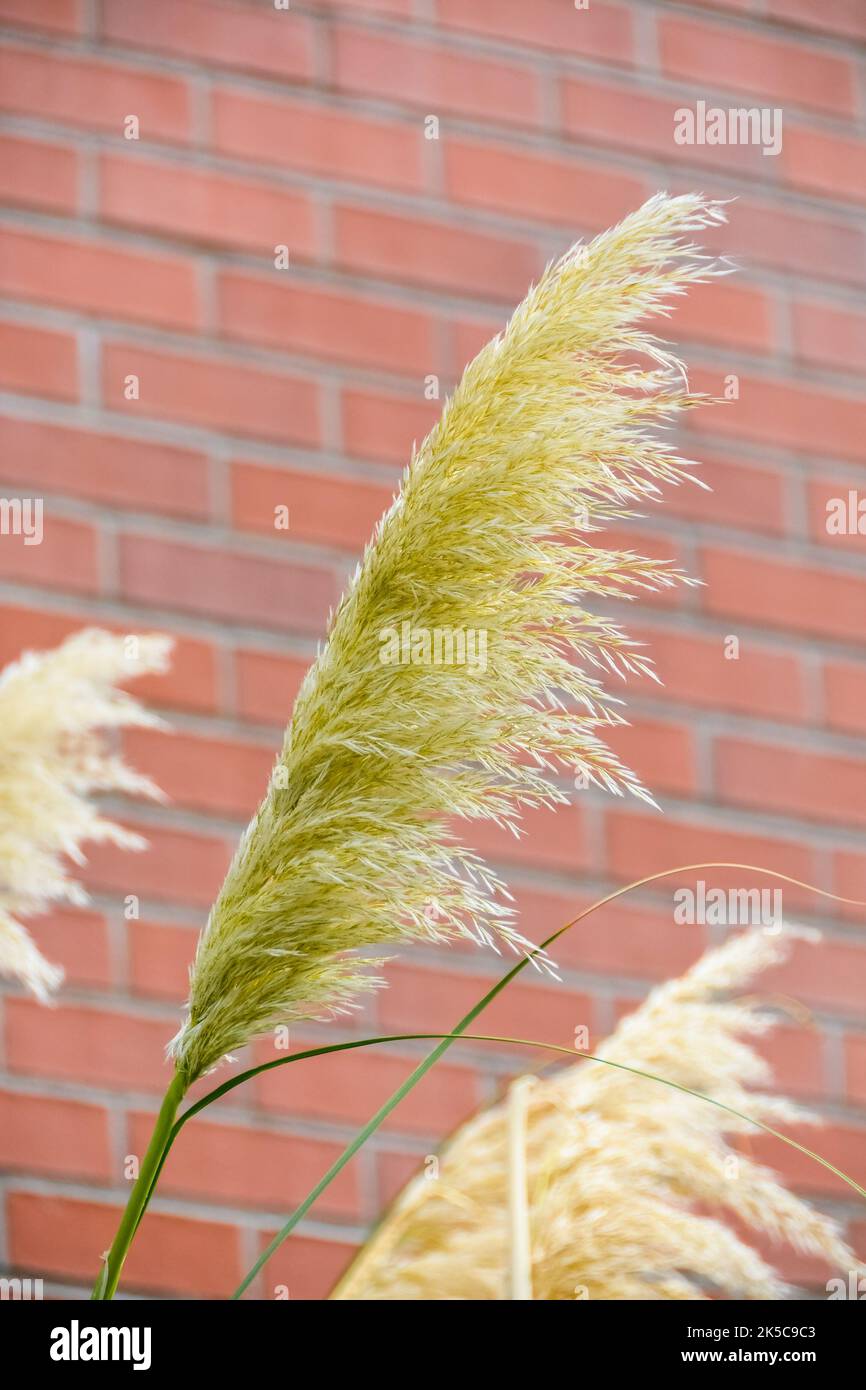Decorative blossoms of yellow spica plant on brick wall background ...