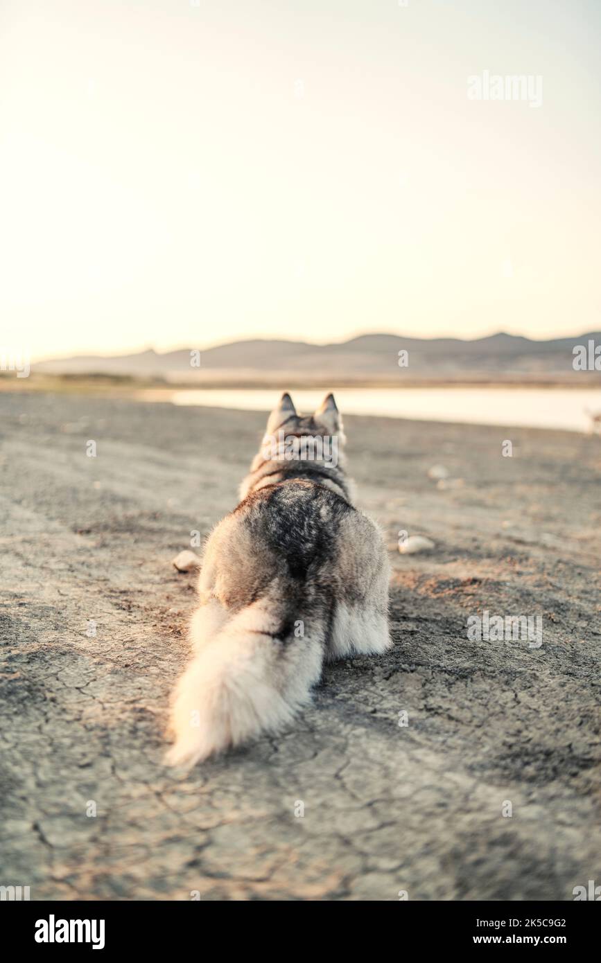 Siberian husky sunset siberian husky hi-res stock photography and ...