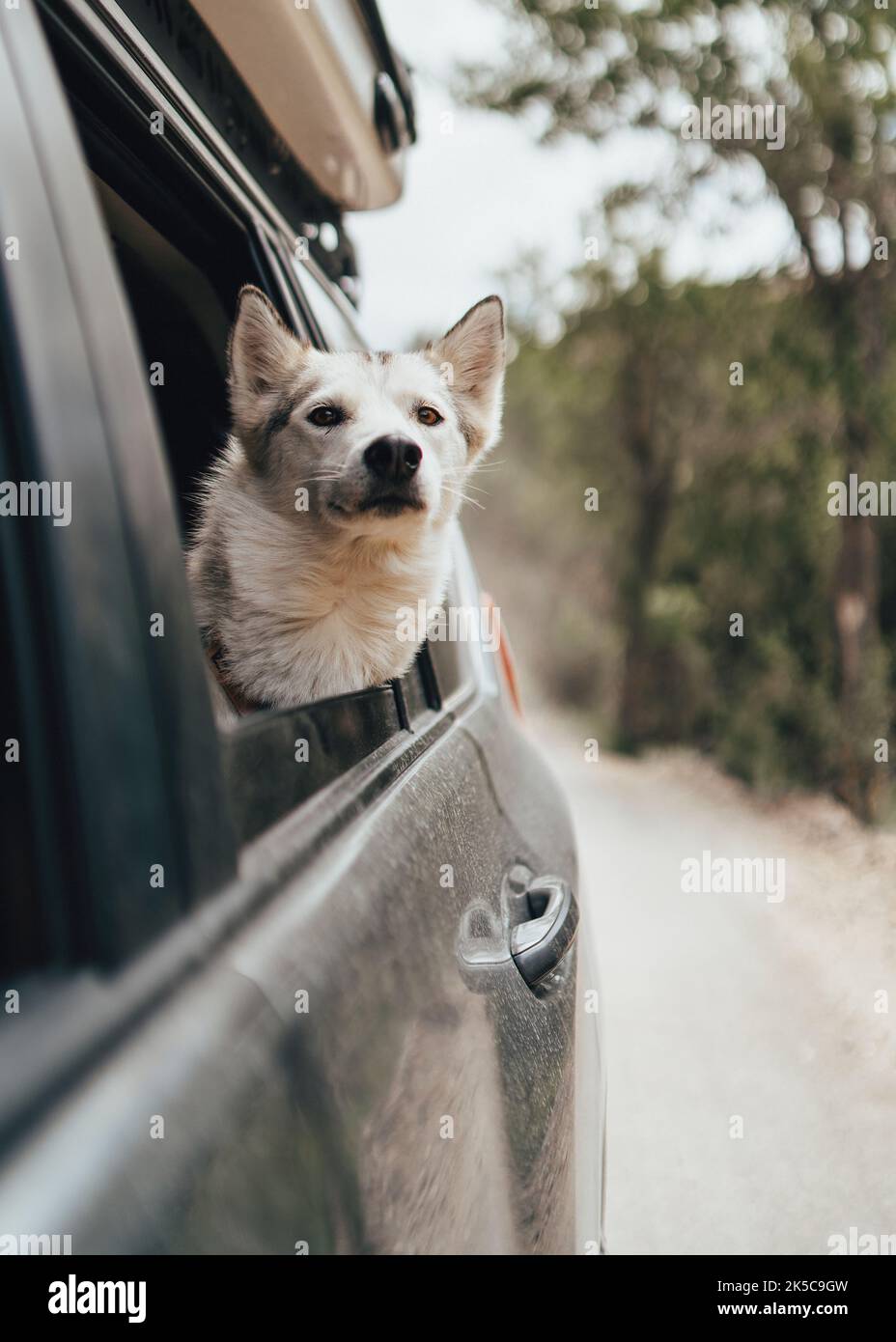 Happy dog with head out of car window Stock Photo - Alamy