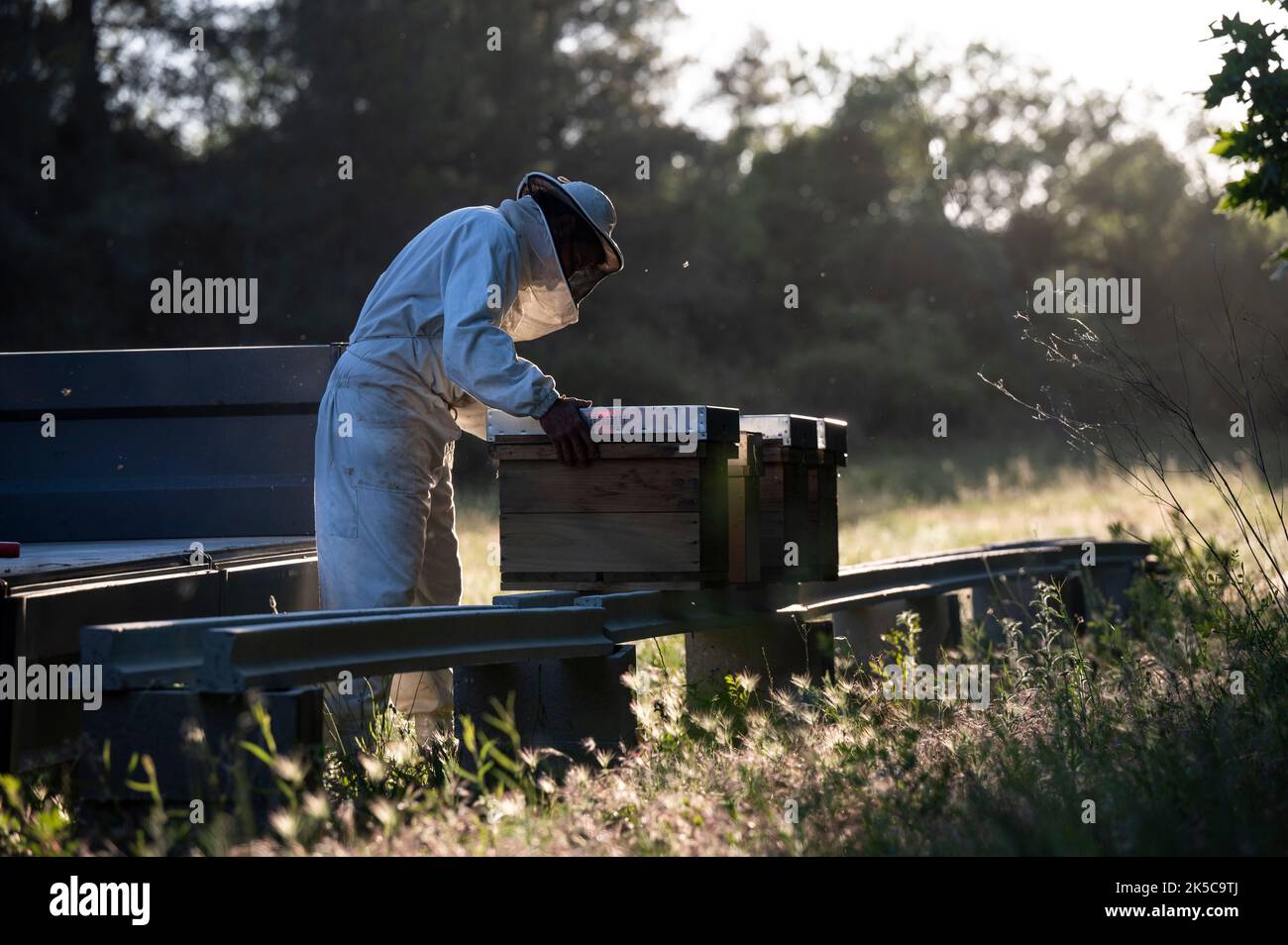 Beekeeper placing beehives in new location Stock Photo - Alamy
