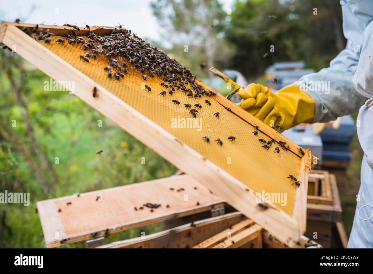 Beekeeper checking hive body for the honey collection Stock Photo - Alamy
