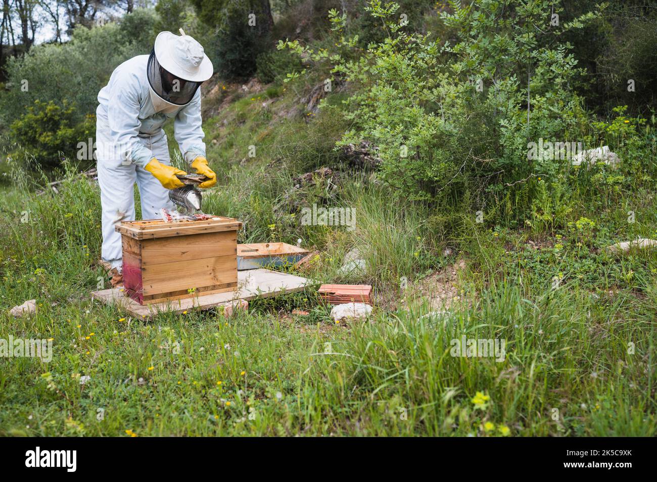 Beekeeper using a smoker in a bee hive Stock Photo - Alamy