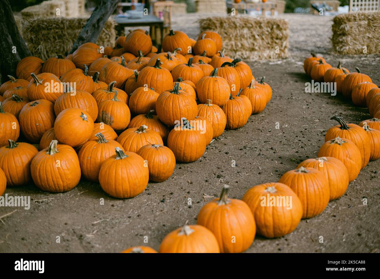 Row fall orange pumpkins hi-res stock photography and images - Alamy
