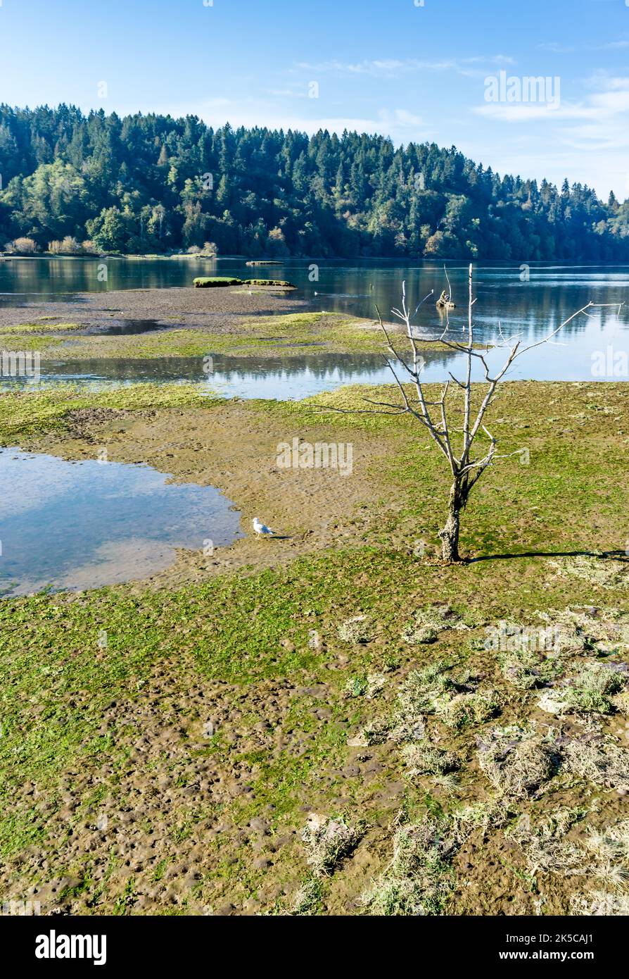 Calm water at the Nisqually Wetlands in Washington State Stock Photo ...