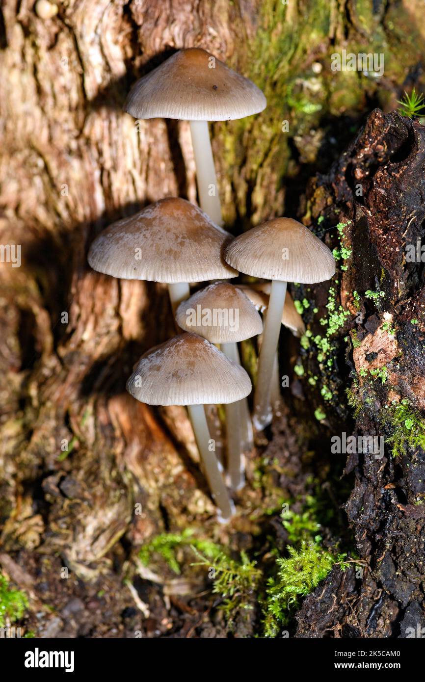 Common bonnet (Mycena galericulata) from Sande, Vestfold & Telemark ...