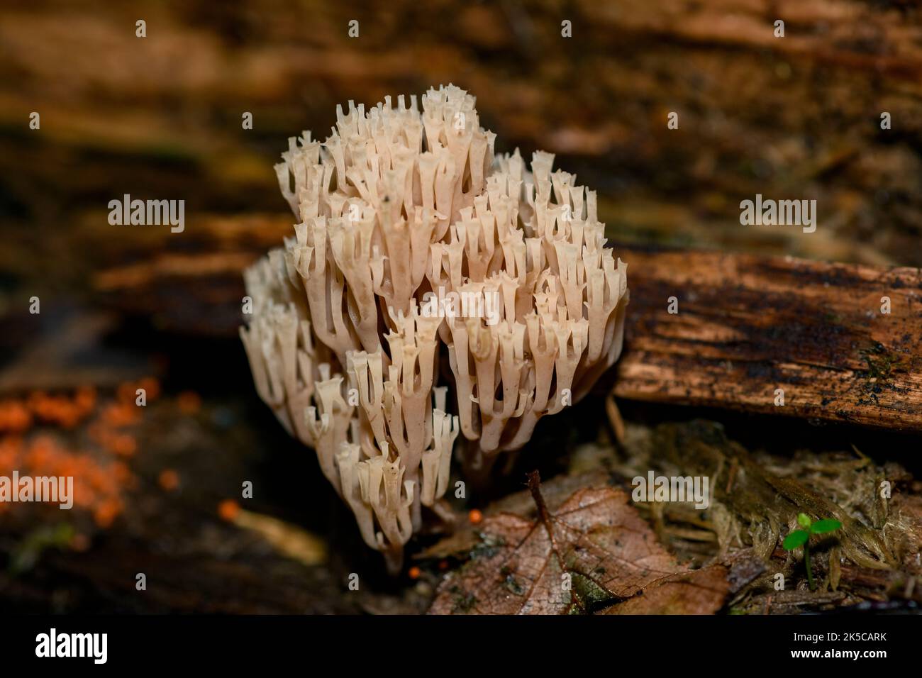 Coral fungus (Ramaria sp., possibly R. eosanguinea?) from Sande ...