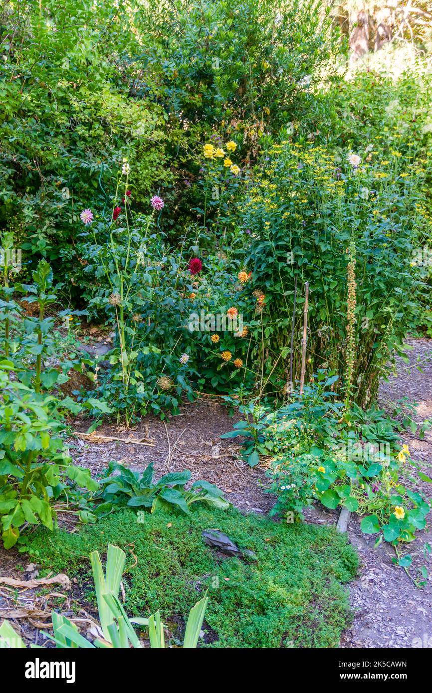 Large vibrant community garden pea patch in Seattle, Washington Stock ...