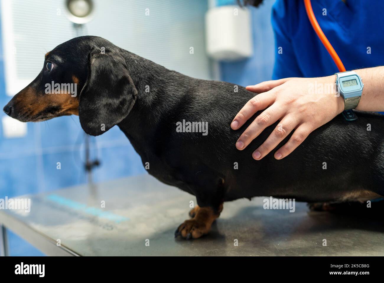 Veterinary breed hi-res stock photography and images - Alamy