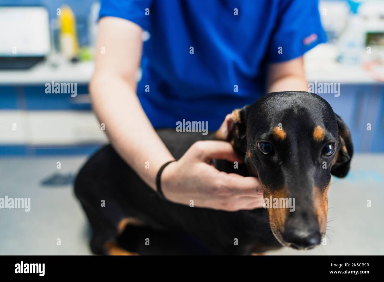 Female veterinarian exam dachshund hi-res stock photography and images ...