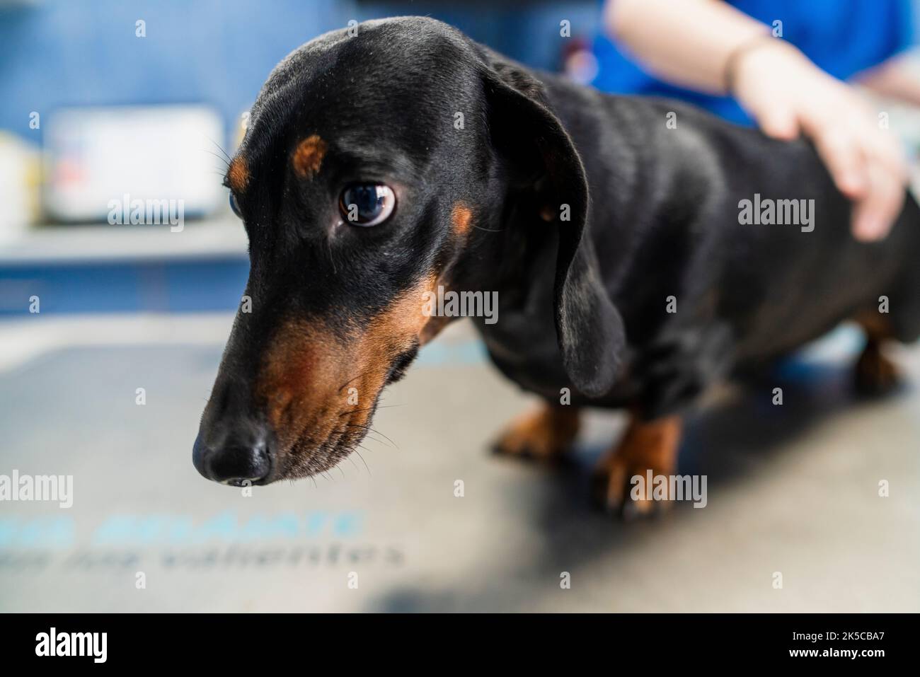 Dachshund in a veterinary clinic Stock Photo - Alamy