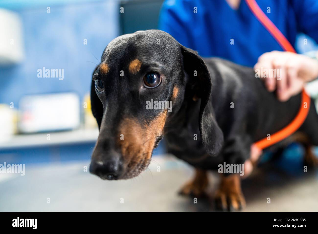Dachshund in a veterinary clinic Stock Photo - Alamy