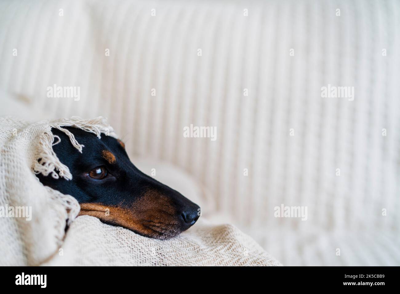 A dachshund under a blanket getting cold Stock Photo - Alamy