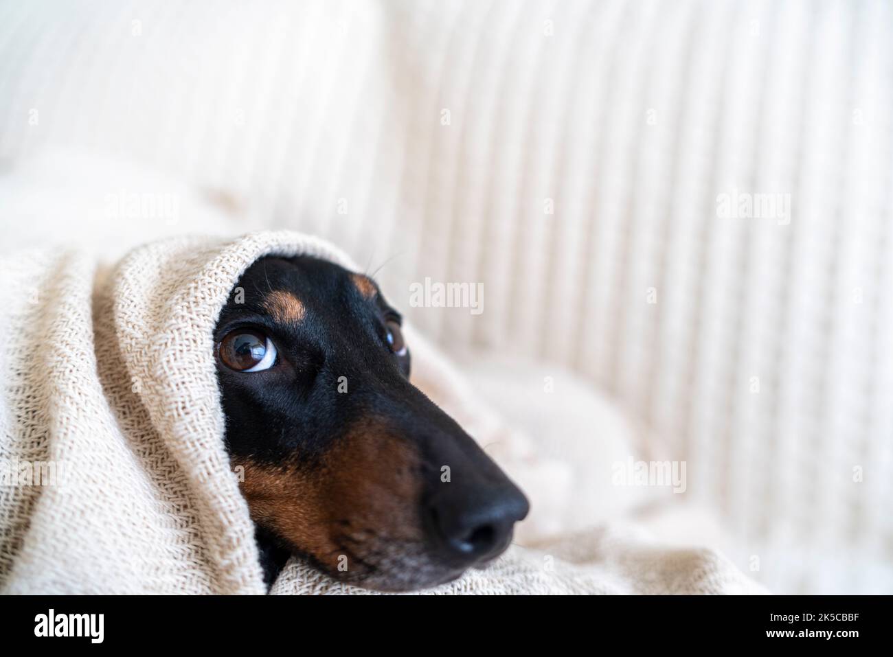 A dachshund under a blanket getting cold Stock Photo - Alamy