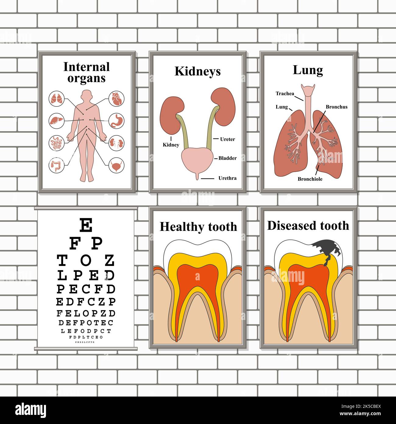 Illustration of medical pictures on a wall Stock Photo - Alamy