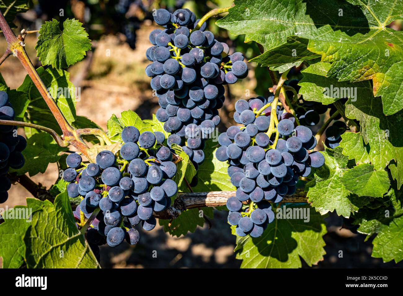 blue grapes on vine surrounded by vine leaves, almost ripe berries on ...