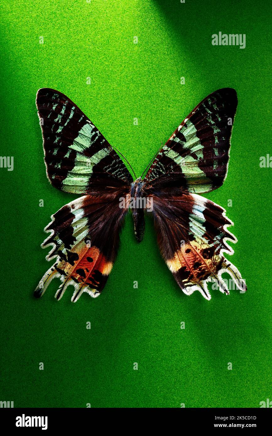 Still butterfly photo hi-res stock photography and images - Alamy