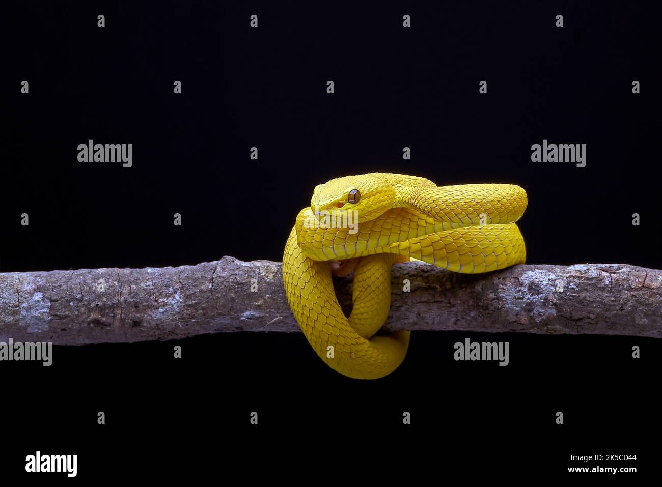 Yellow white-lipped pit viper in black background Stock Photo - Alamy