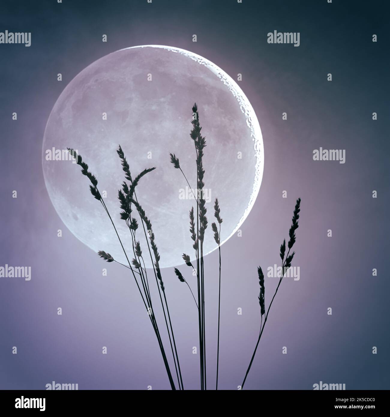 flower plant silhouette in springtime and moon background Stock Photo ...