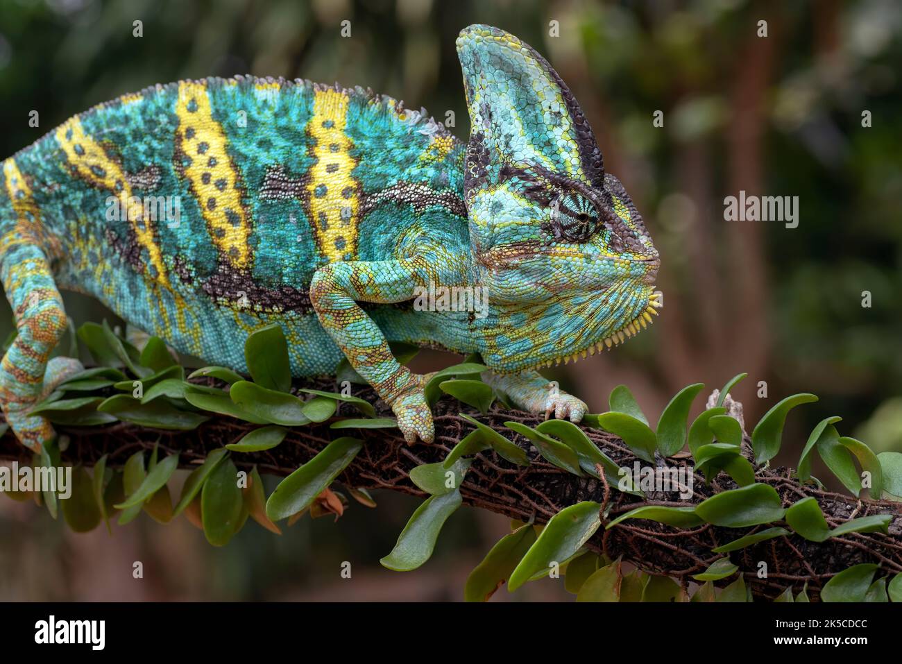 Green chameleon on tree branch, Veiled chameleon close up Stock Photo ...