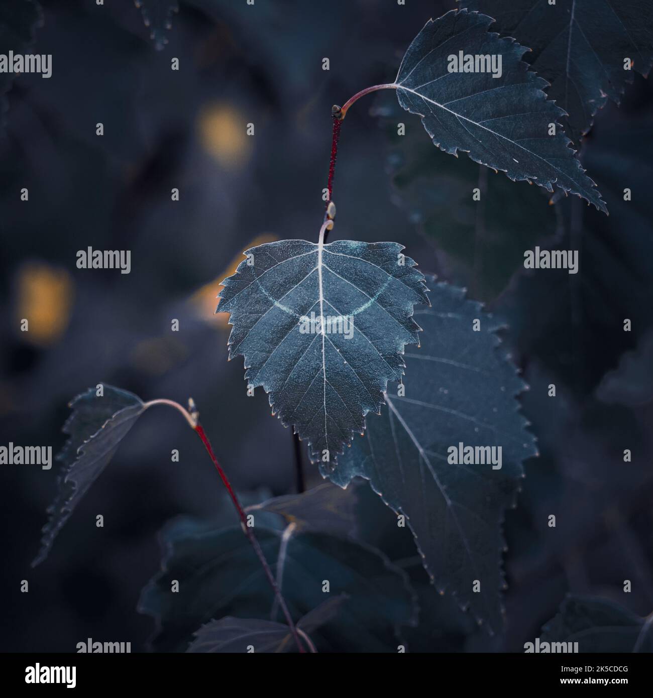 blue plant leaf in autumn season, blue and dark background Stock Photo ...