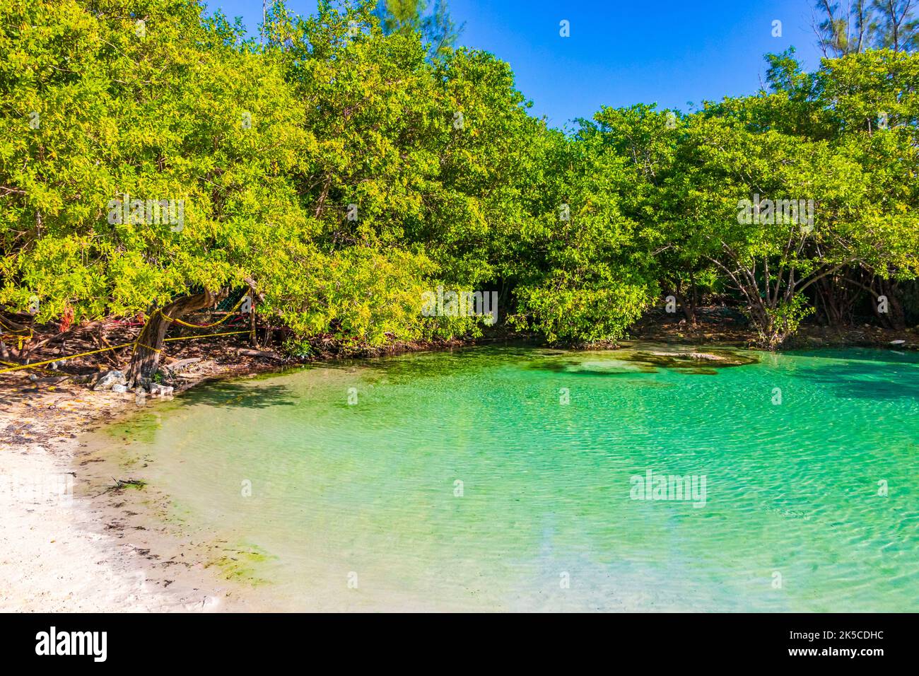 Small beautiful Cenote cave with river and turquoise blue water at ...