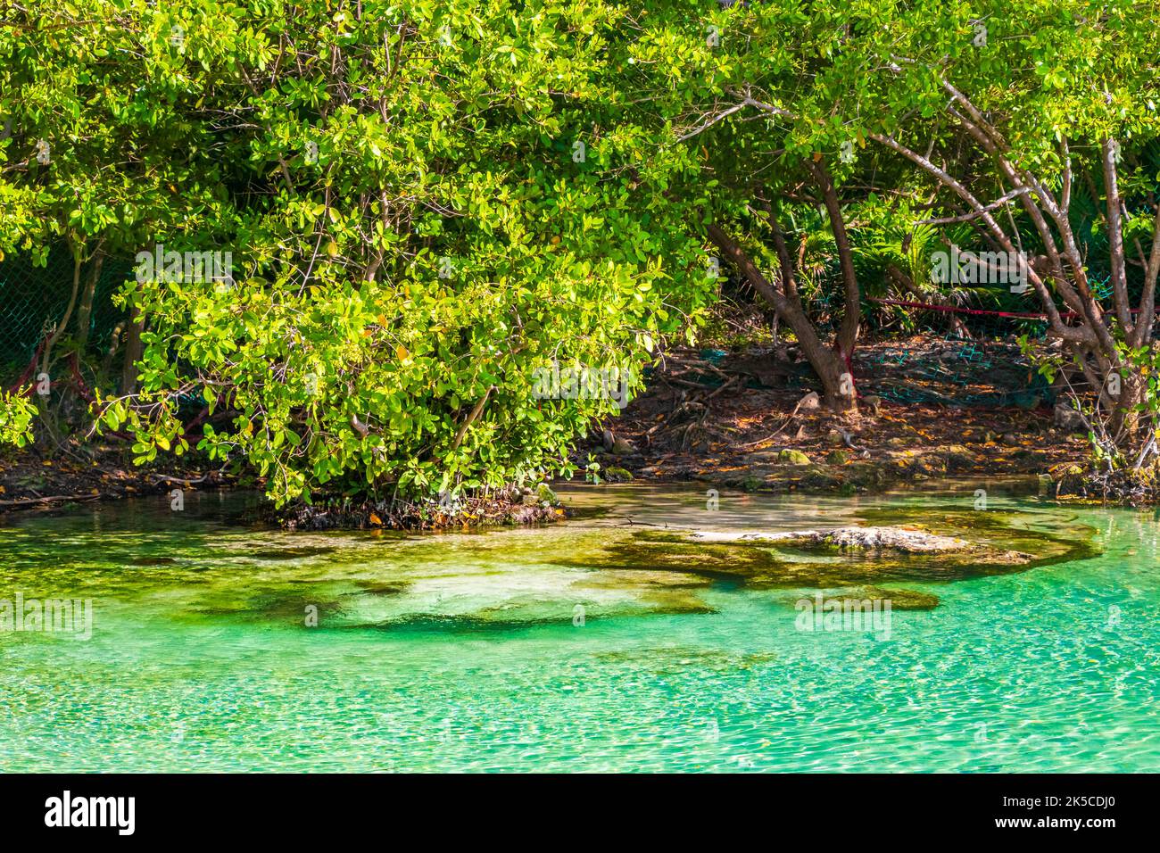 Small beautiful Cenote cave with river and turquoise blue water at ...