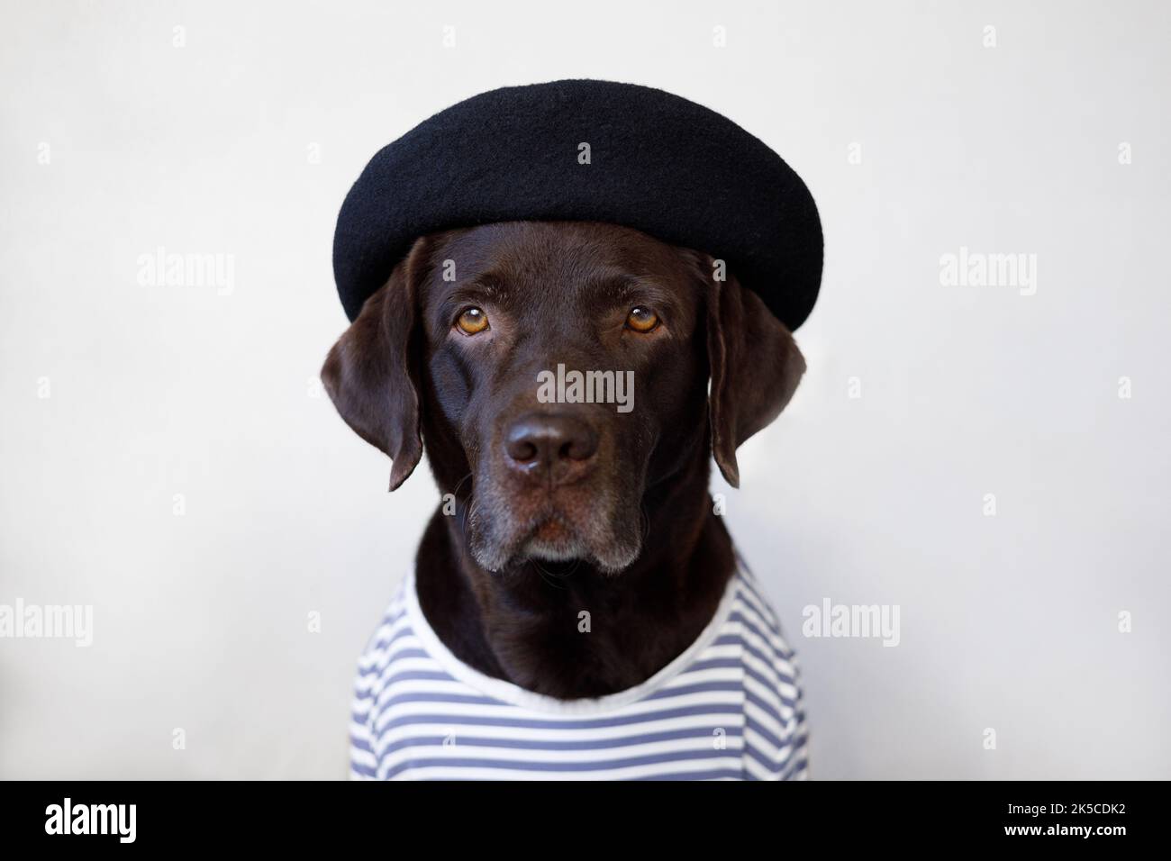 Shot labrador dressed up in hi-res stock photography and images - Alamy