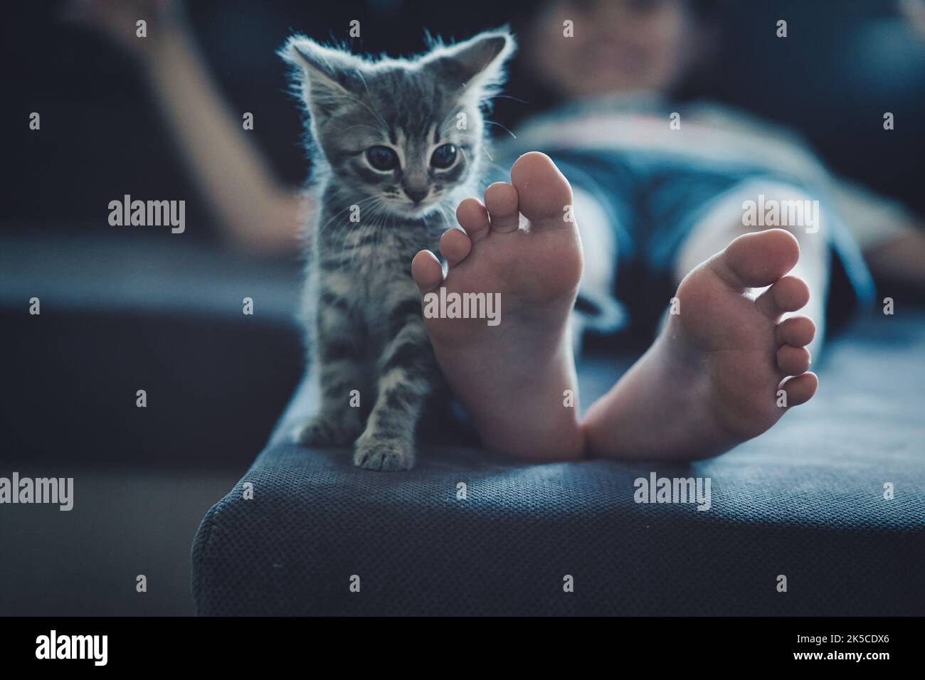 A funny shot of a cute gray Tabby cat looking at male legs on the bed ...