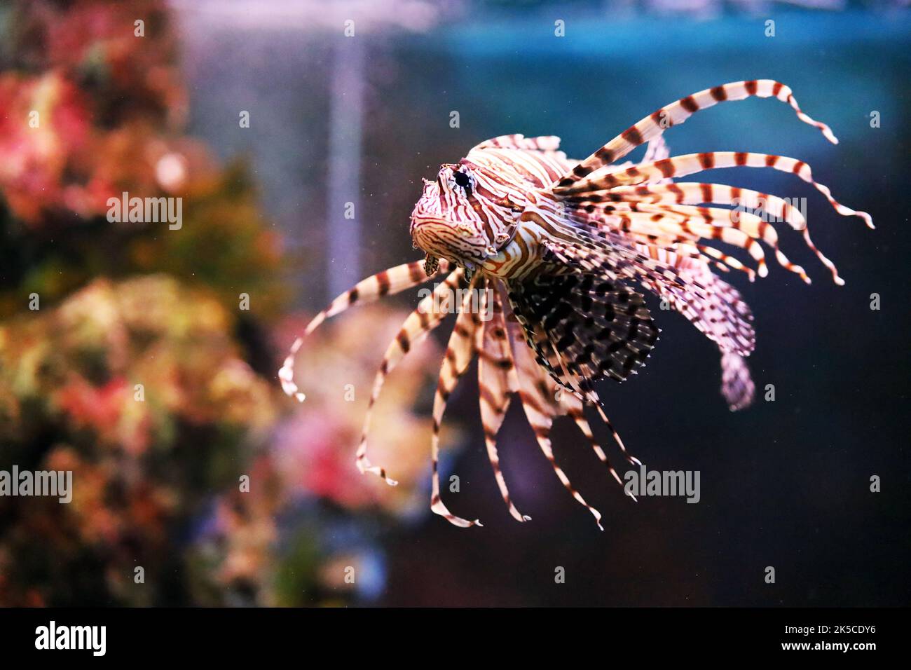 Red fish swim in algae hi-res stock photography and images - Alamy