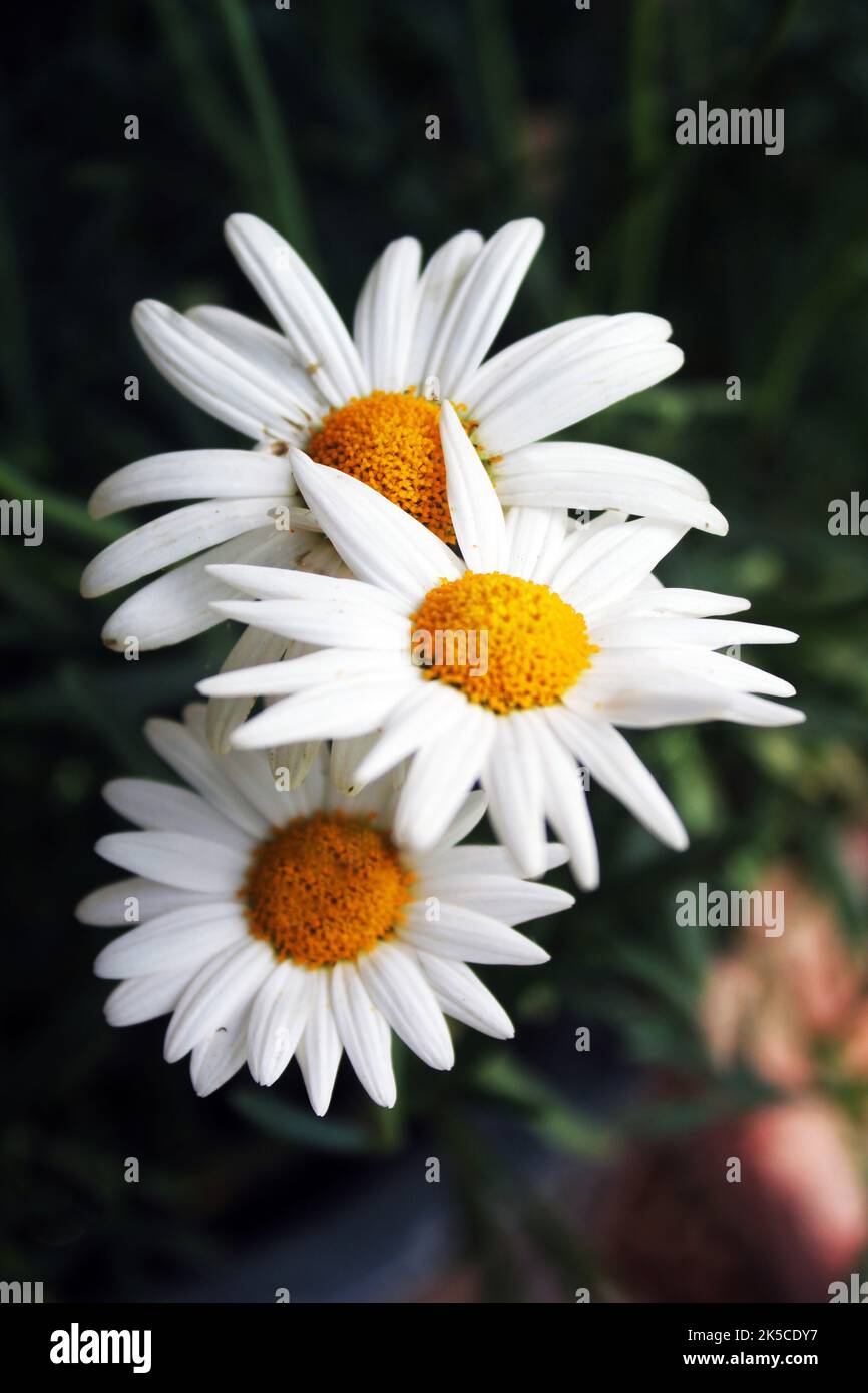 Floral garden scene hi-res stock photography and images - Alamy