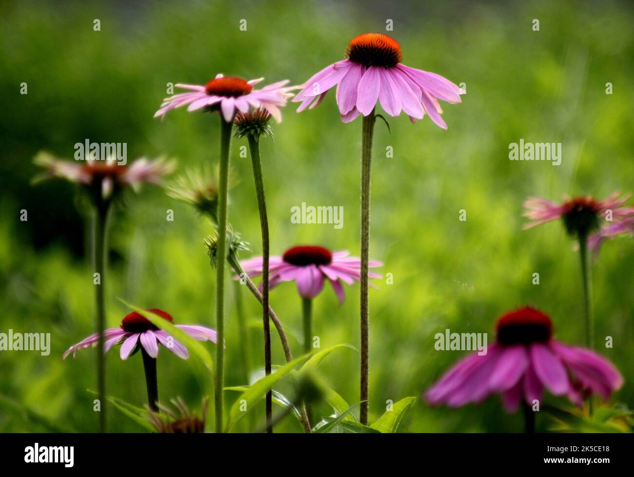 Abstract Floral colourful garden scene Stock Photo - Alamy