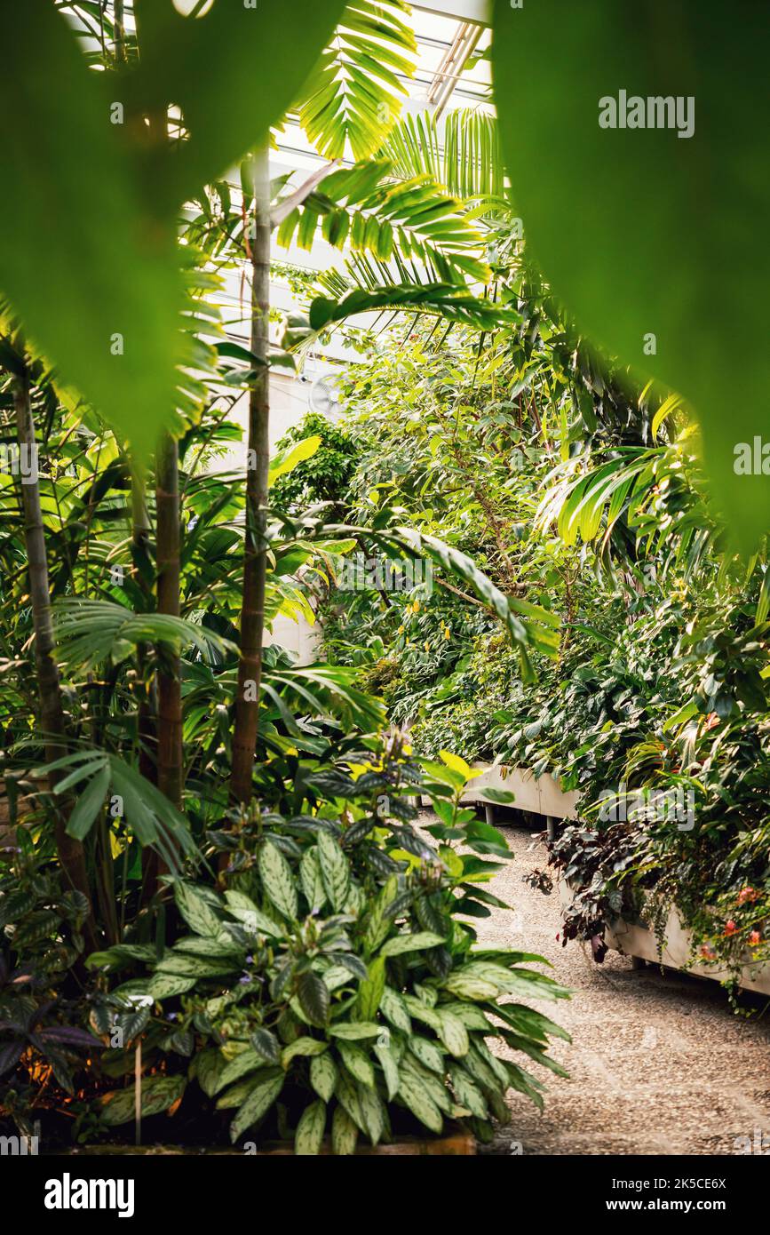 Tropical show house at Berggarten Botanical Garden in Hanover, Lower ...