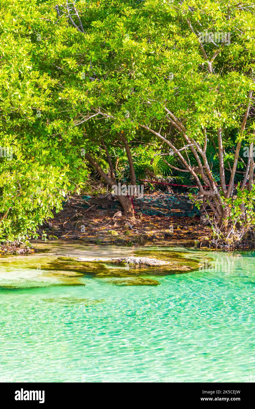 Small beautiful Cenote cave with river and turquoise blue water at ...