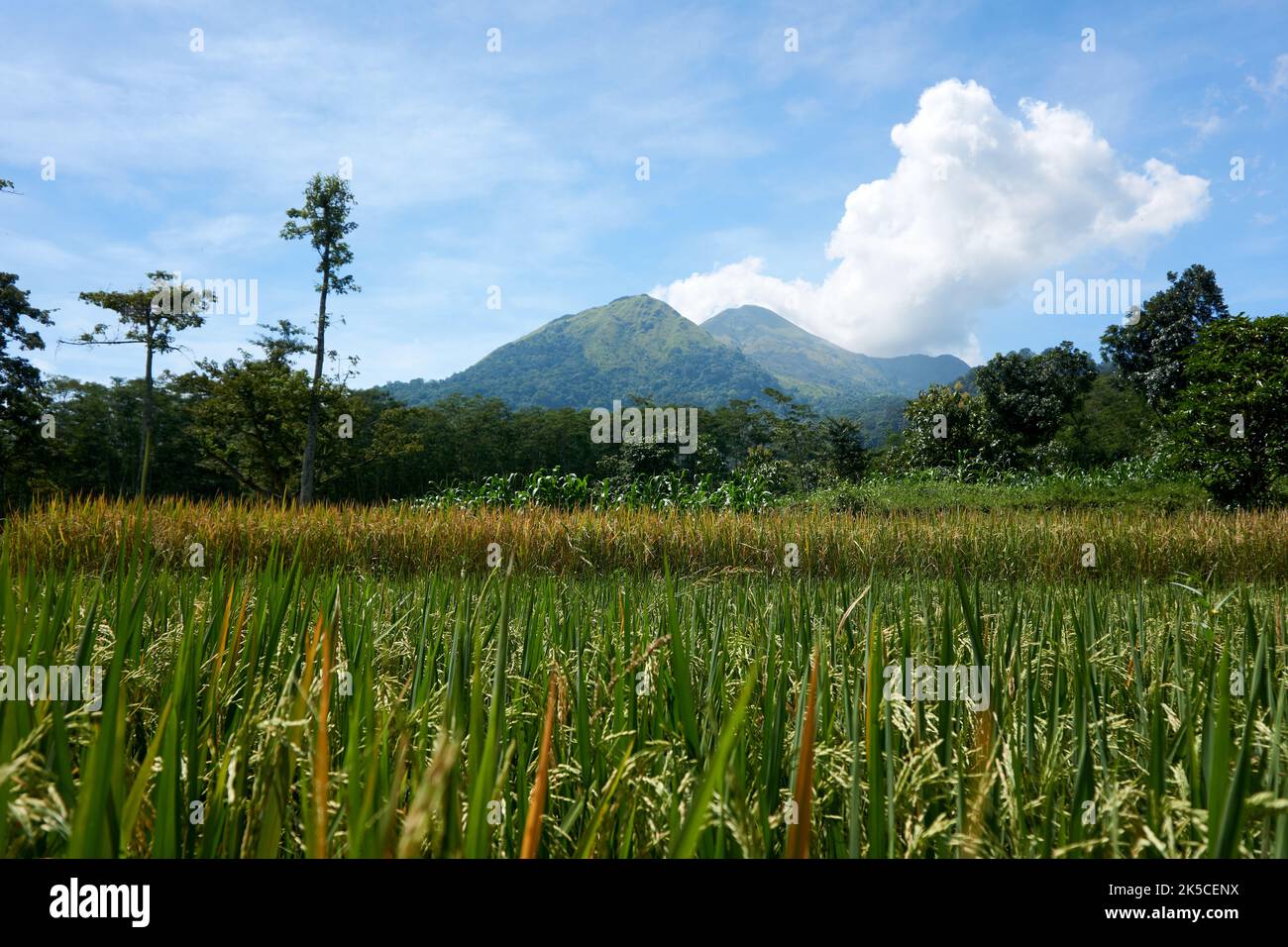 Terrace farmer southeast asia hi-res stock photography and images - Alamy