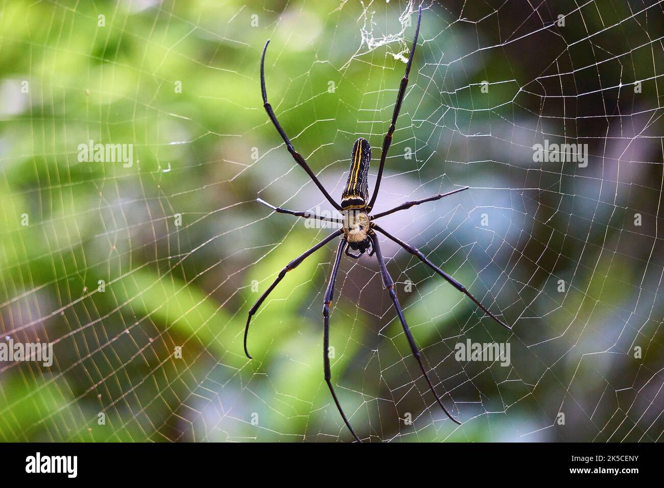 Giant golden orbweaver hi-res stock photography and images - Alamy