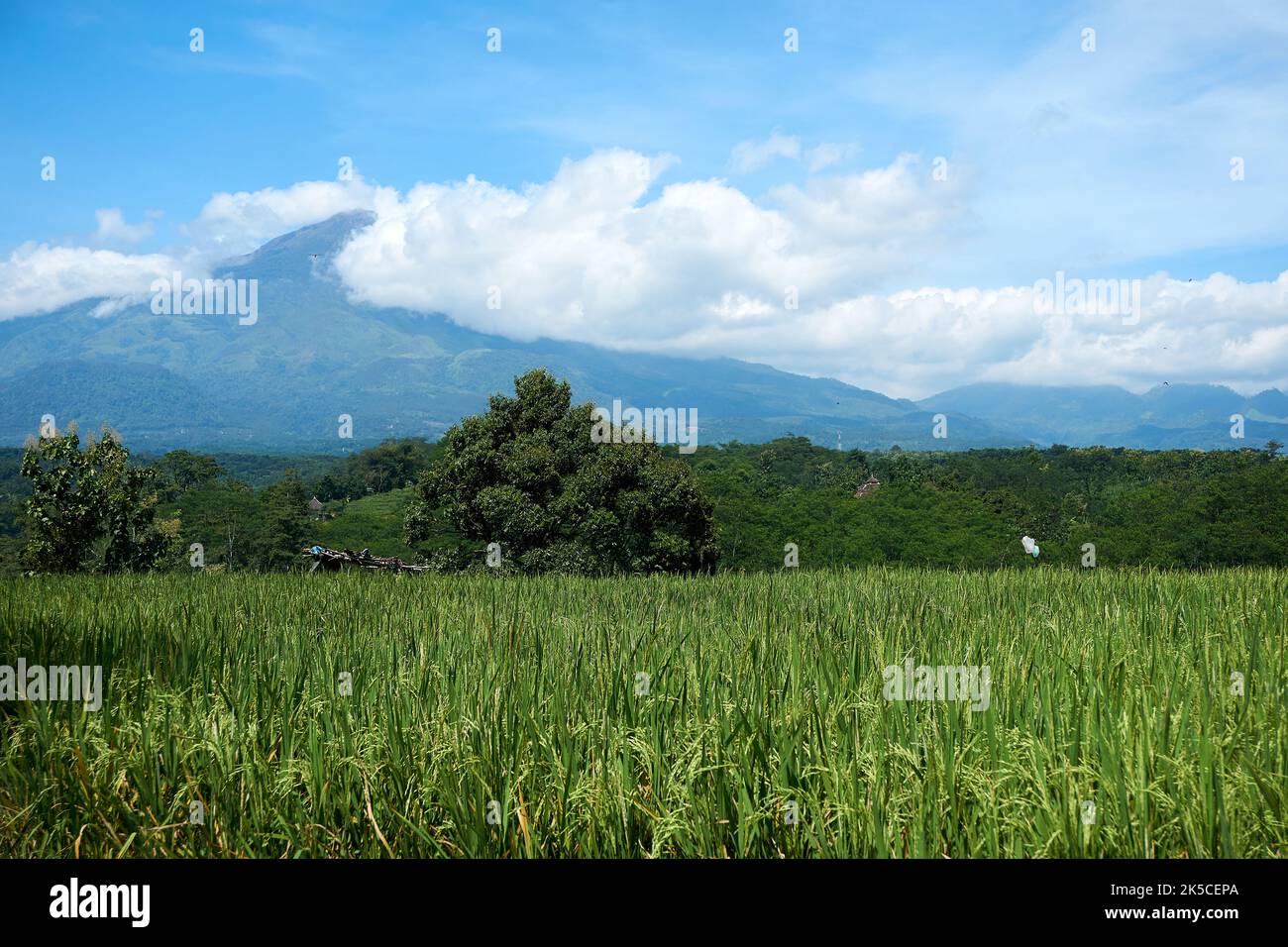 Southeast asia rice fields hi-res stock photography and images - Alamy