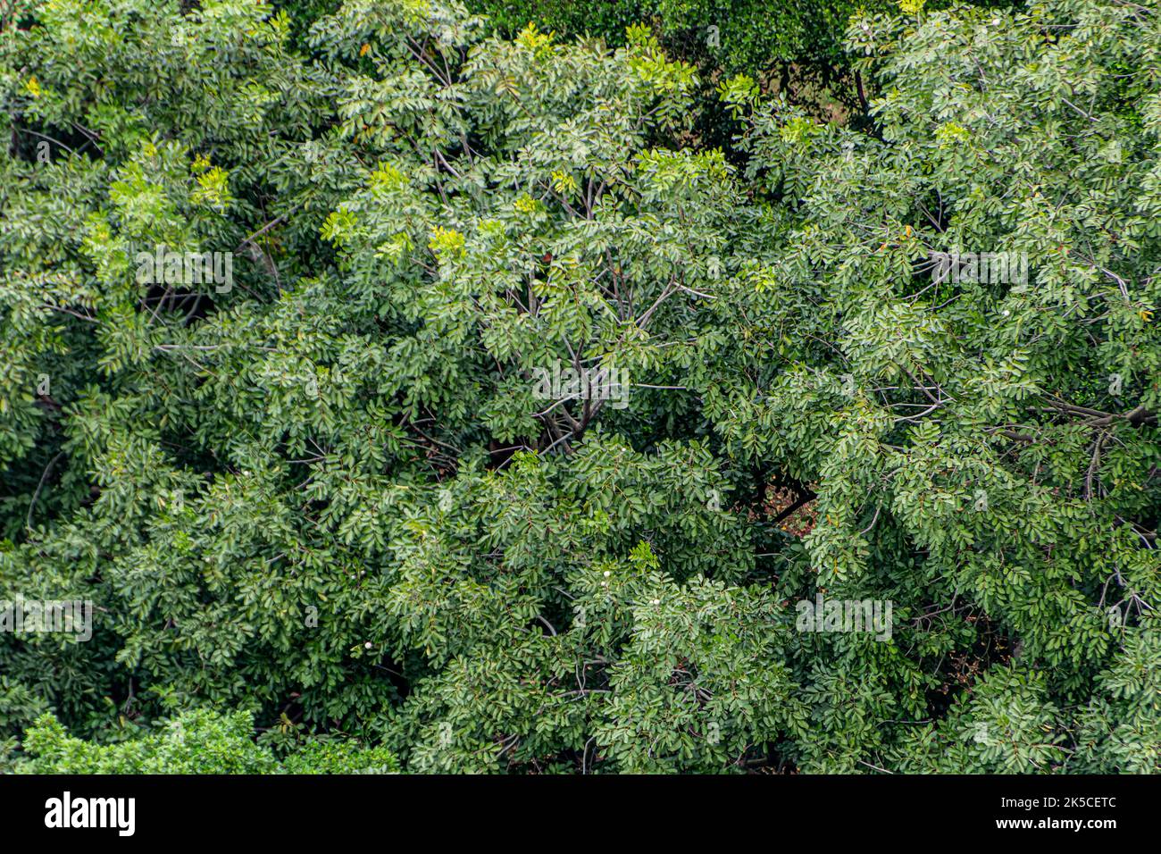 Mango motion hi-res stock photography and images - Alamy