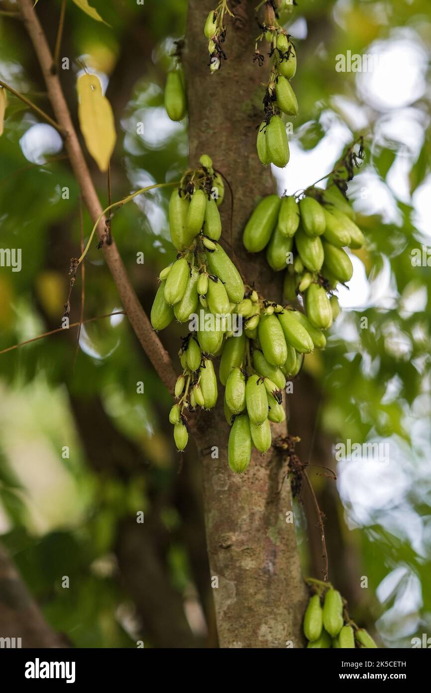 Young fruits of Averrhoa bilimbi commonly known as bilimbi cucumber ...