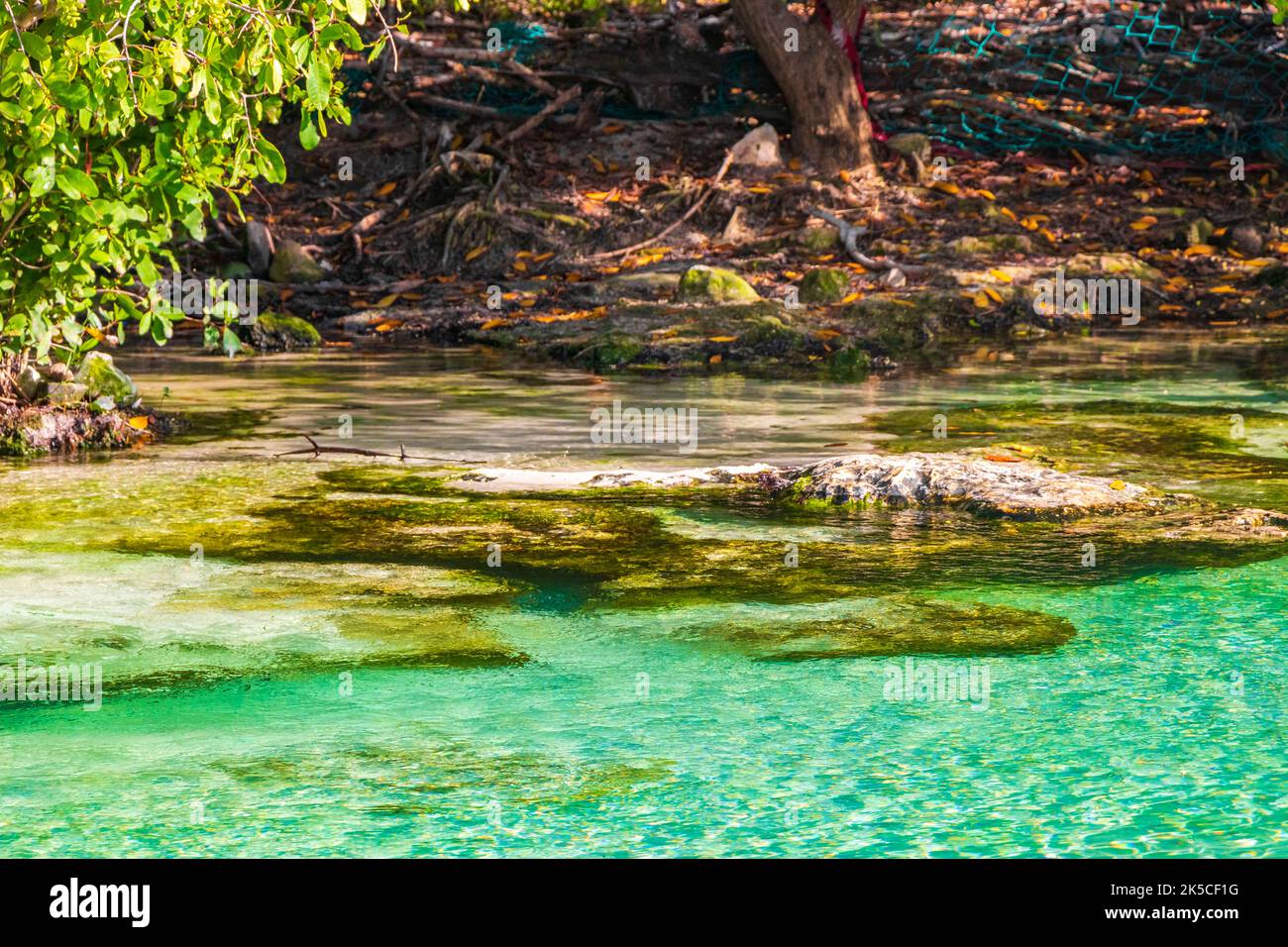 Small beautiful Cenote cave with river and turquoise blue water at ...