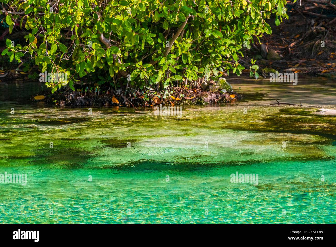 Small beautiful Cenote cave with river and turquoise blue water at ...