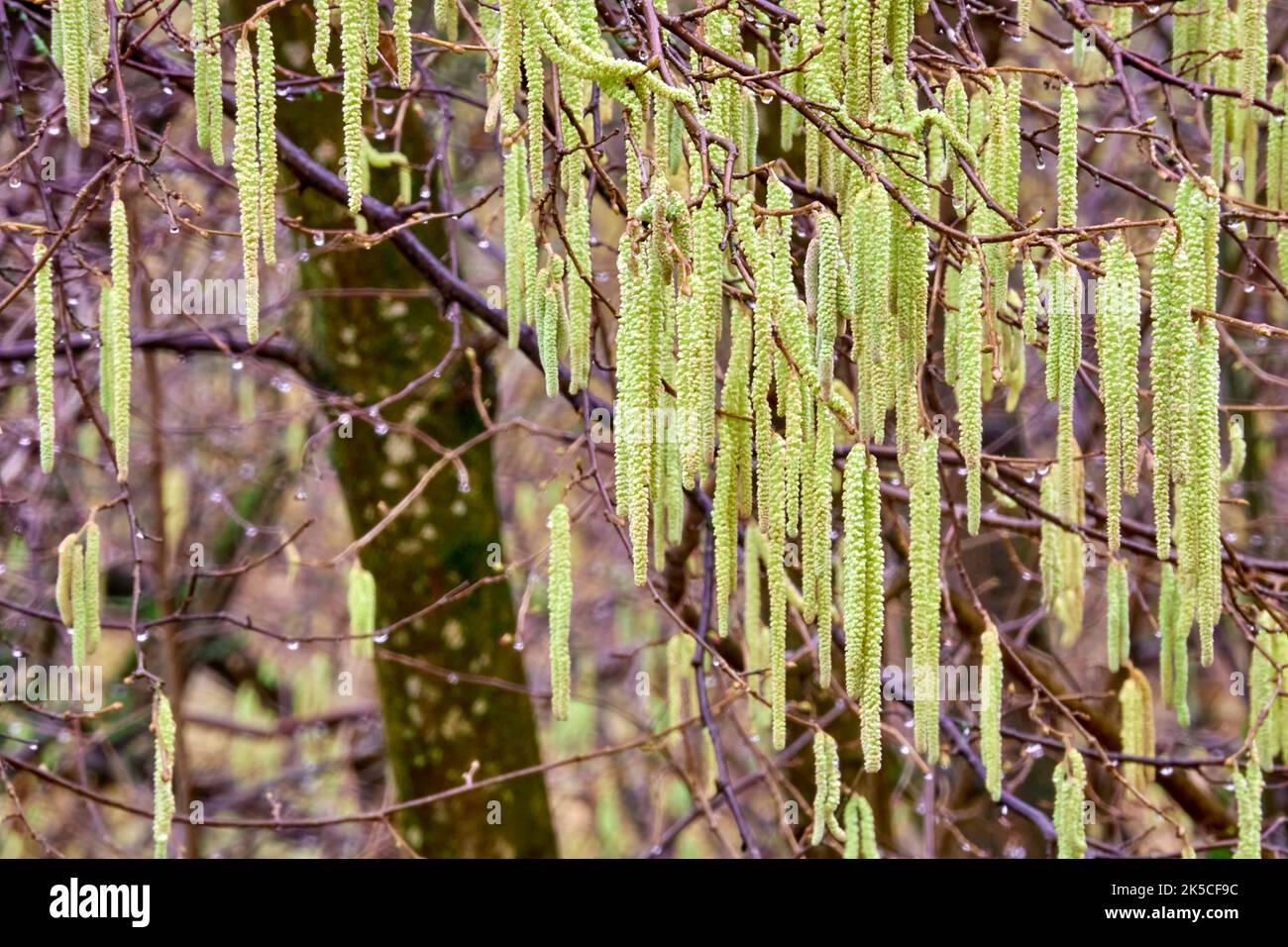Flowering hazel bush Stock Photo - Alamy