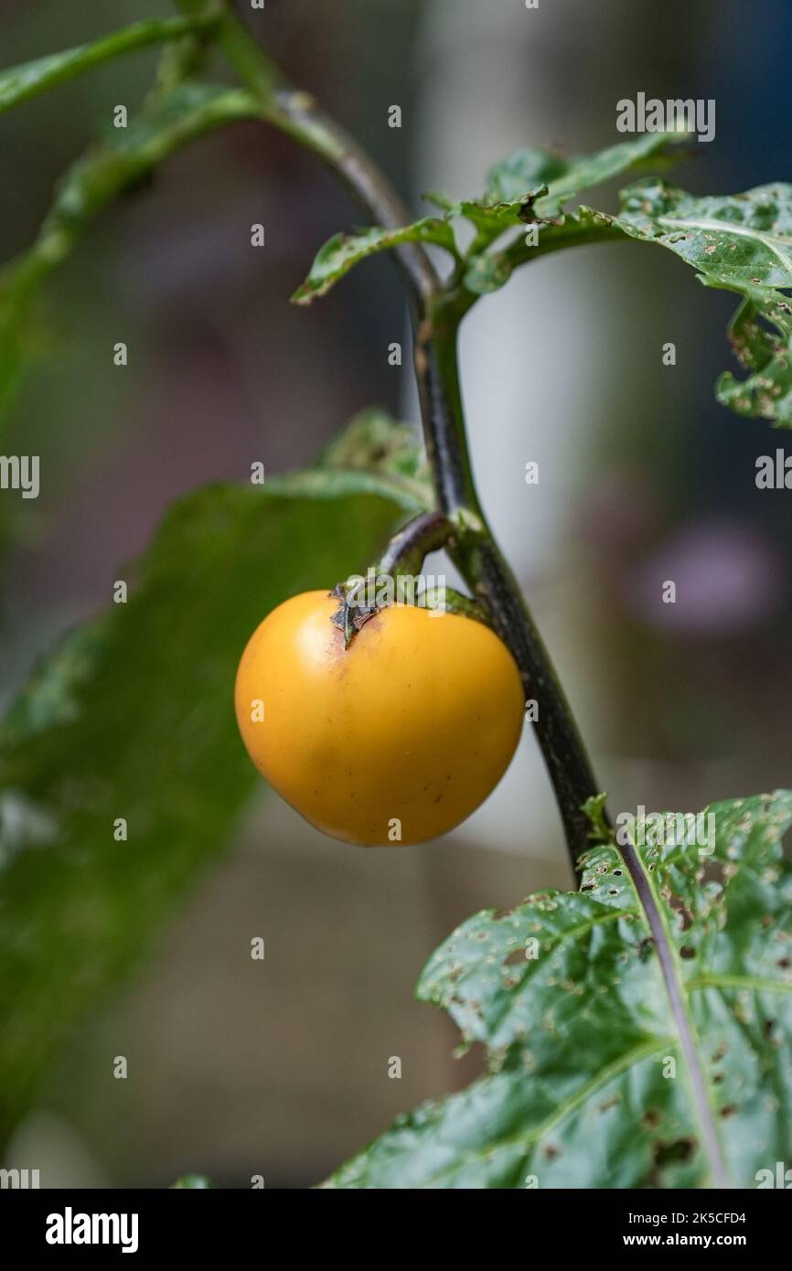 Yellow striped Brinjal or Eggplant growing on tree Stock Photo - Alamy