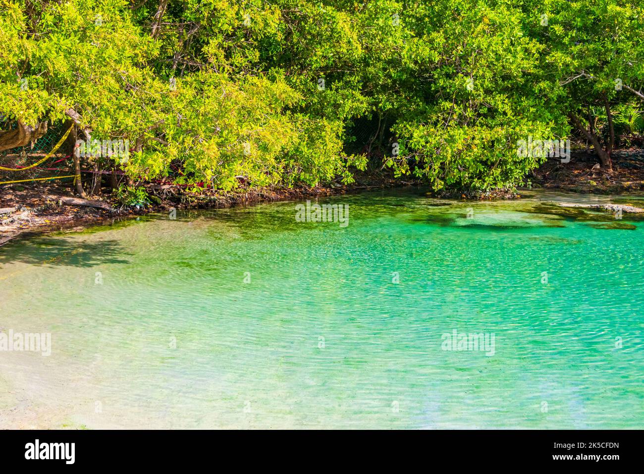Small beautiful Cenote cave with river and turquoise blue water at ...