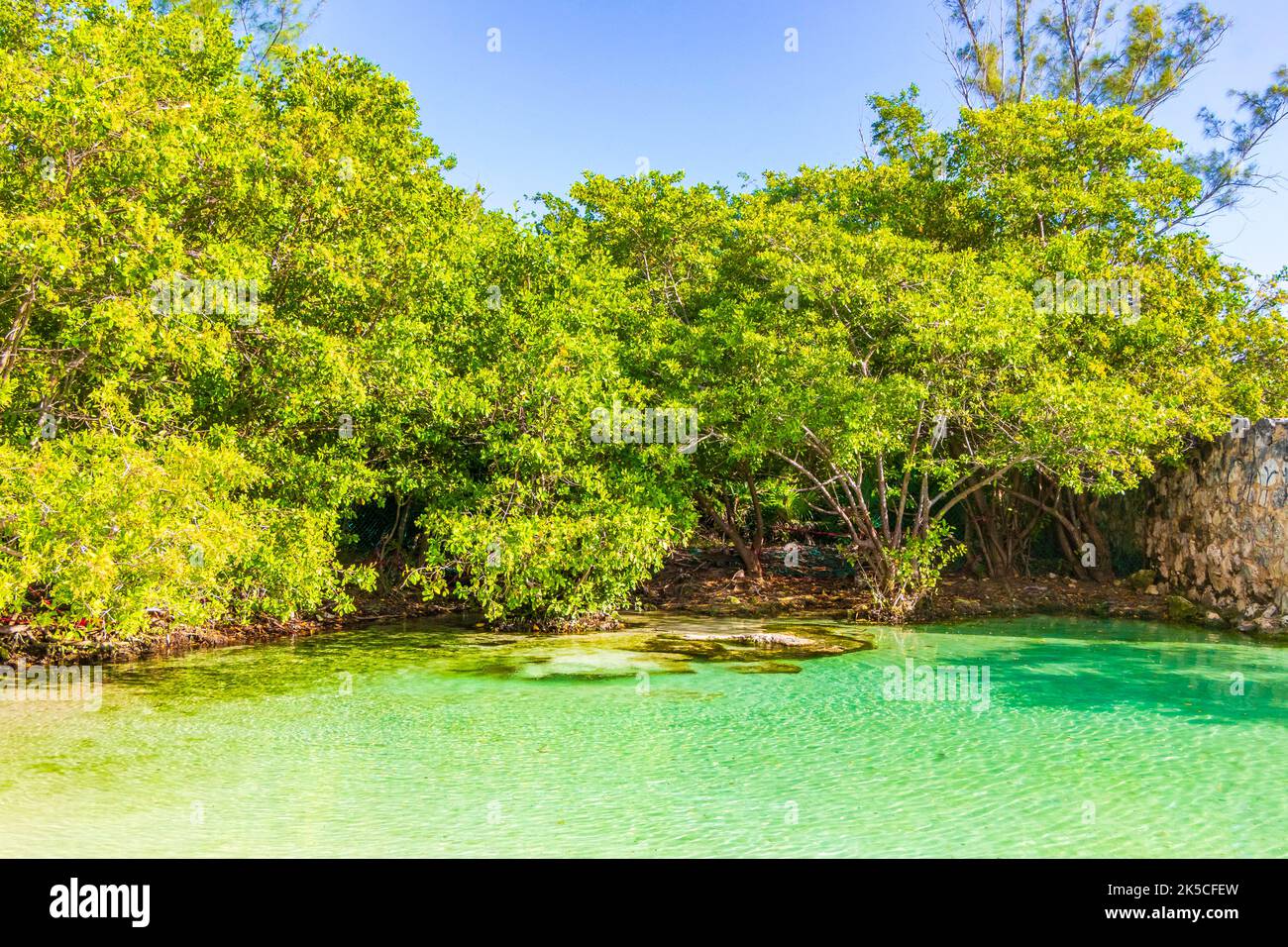 Small beautiful Cenote cave with river and turquoise blue water at ...